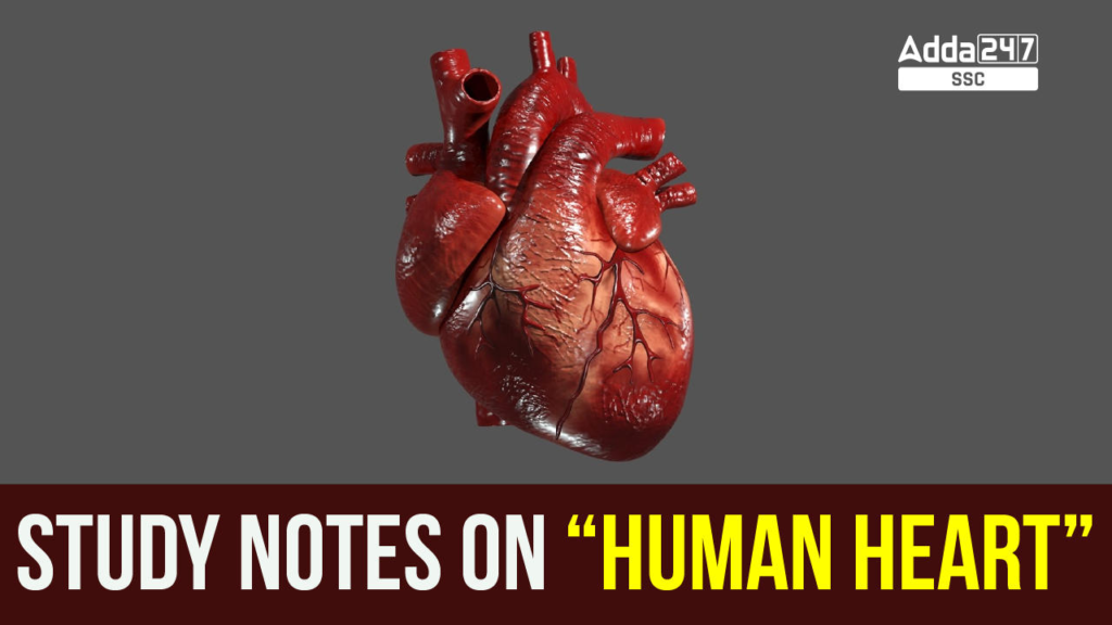 Study Notes On Human Heart For Govt Exam 2023 Job Carnival study-notes-on-human-heart-for-govt-exam-2023-job-carnival